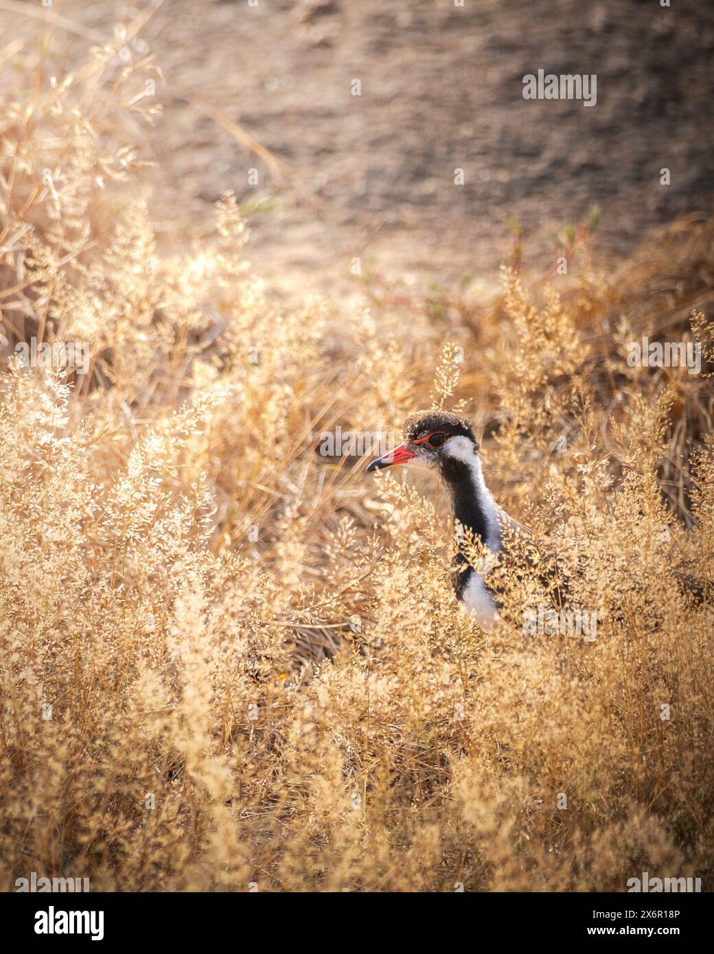 Red-wattled Lapwing (Vanellus indicus) chick peeks through the grass at ...