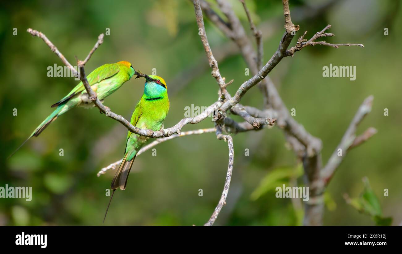 Green bee-eater feeding the offspring, nourishing with bees or insects ...
