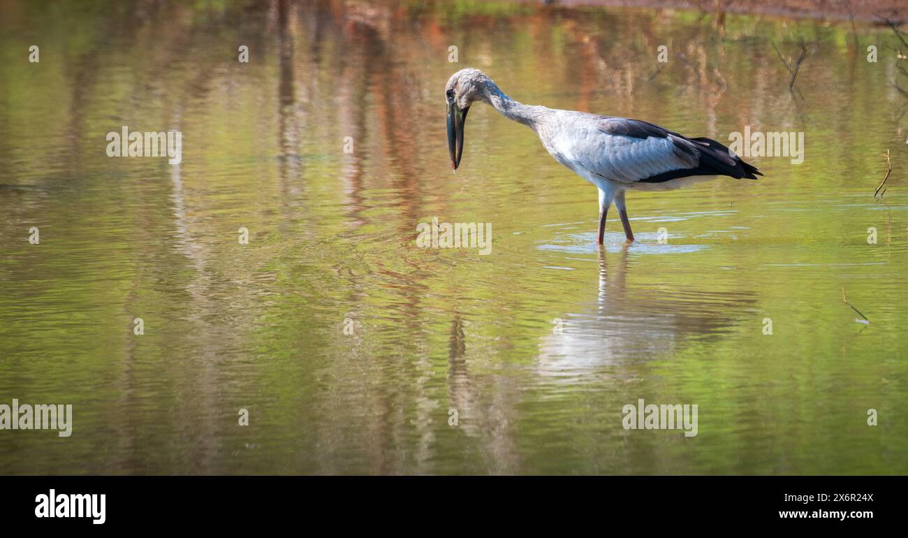 Asian Openbill Stork hunting on shallow water at Yala National Park ...