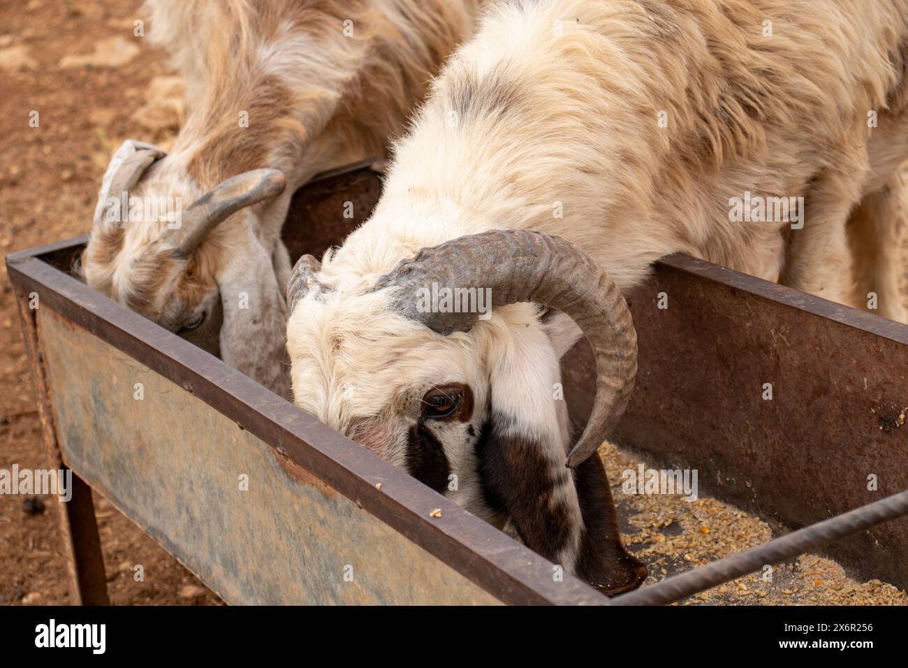 Close up photo for horned goat with white color eating from fodder rack ...
