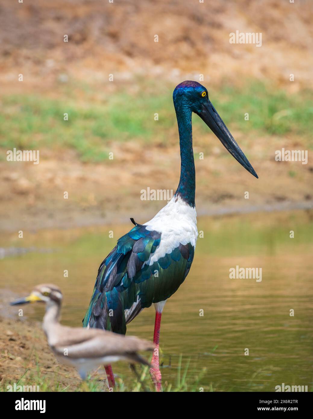 Black-necked Stork and the Great thick-knee size standing near each ...