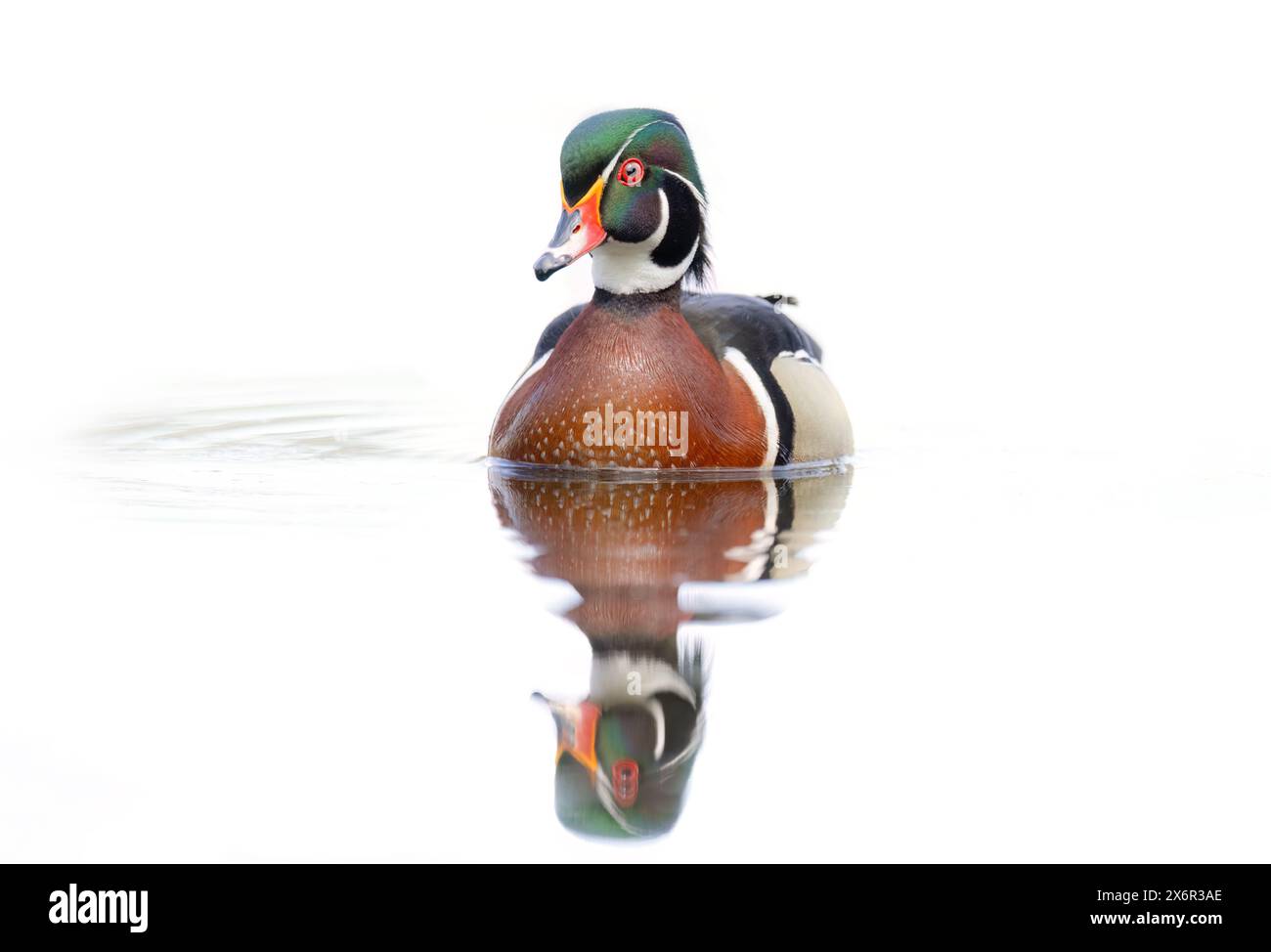 High-key closeup of a Wood duck male reflection swimming on Mud lake in ...