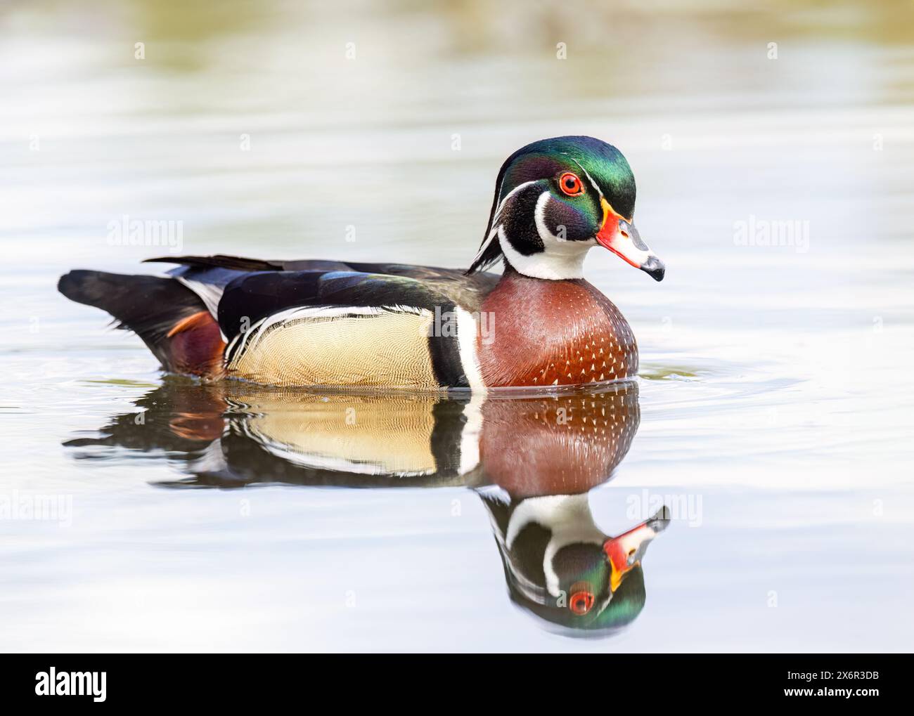 Swimming in mud hi-res stock photography and images - Alamy