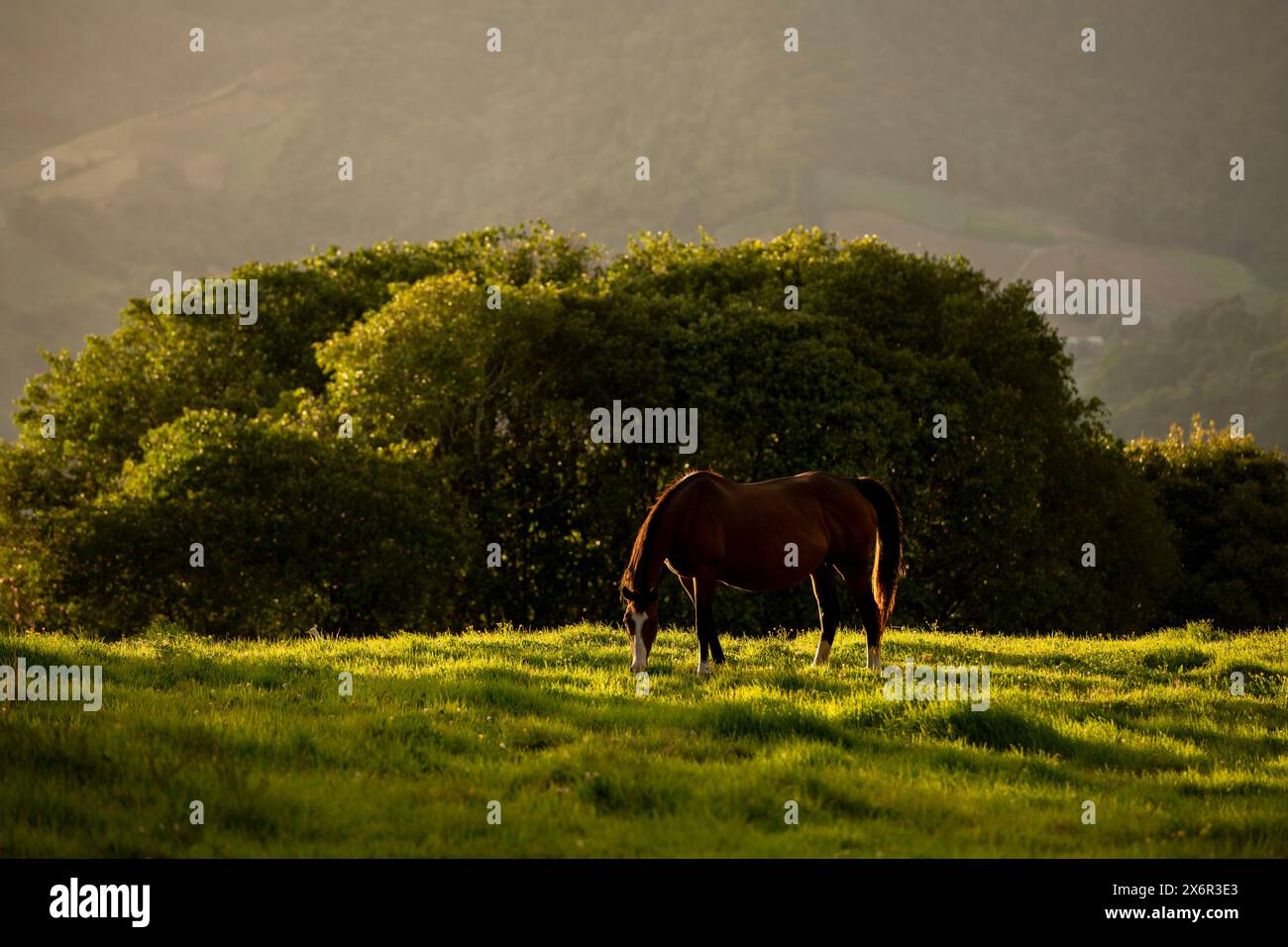 Domestic animals animal themes livestock grazing hi-res stock ...