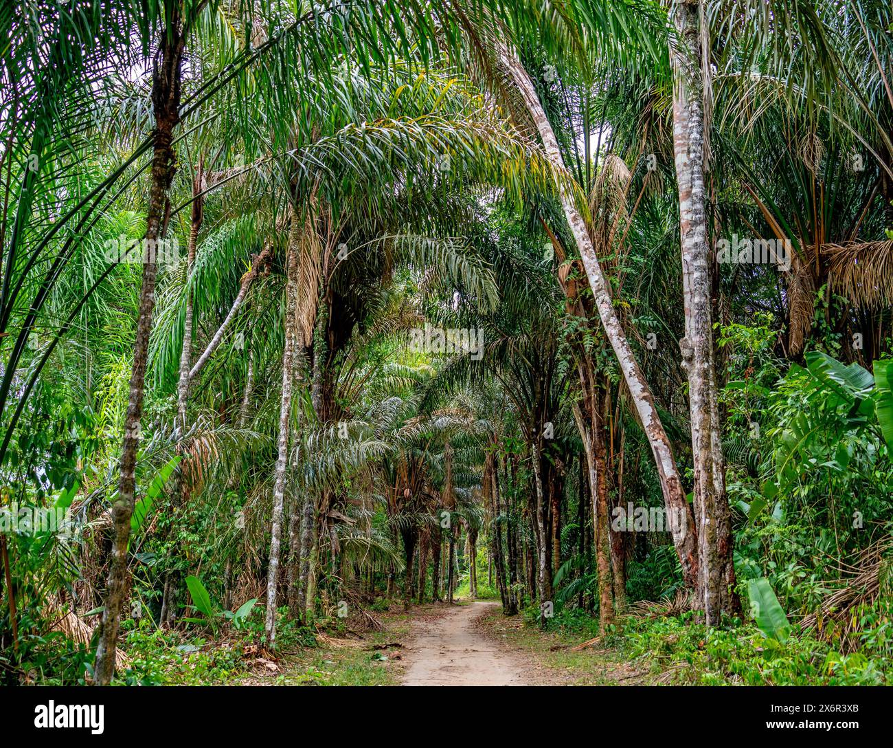 Suriname jungle hi-res stock photography and images - Alamy