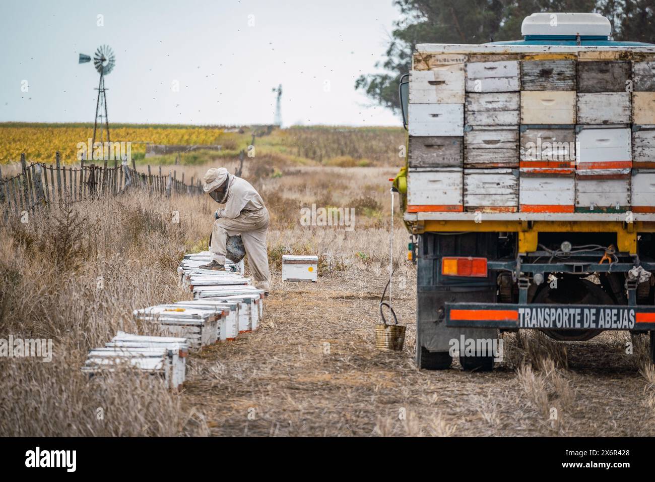 Buenos Aires, Argentina, April 8, 2024: Beekeepers feeding the bees in ...