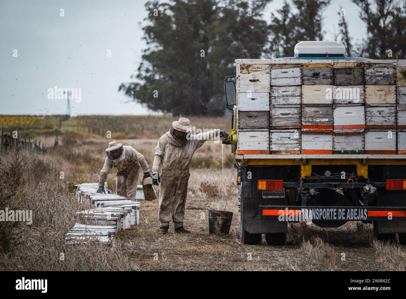 Buenos Aires, Argentina, April 8, 2024: Beekeepers feeding the bees in ...