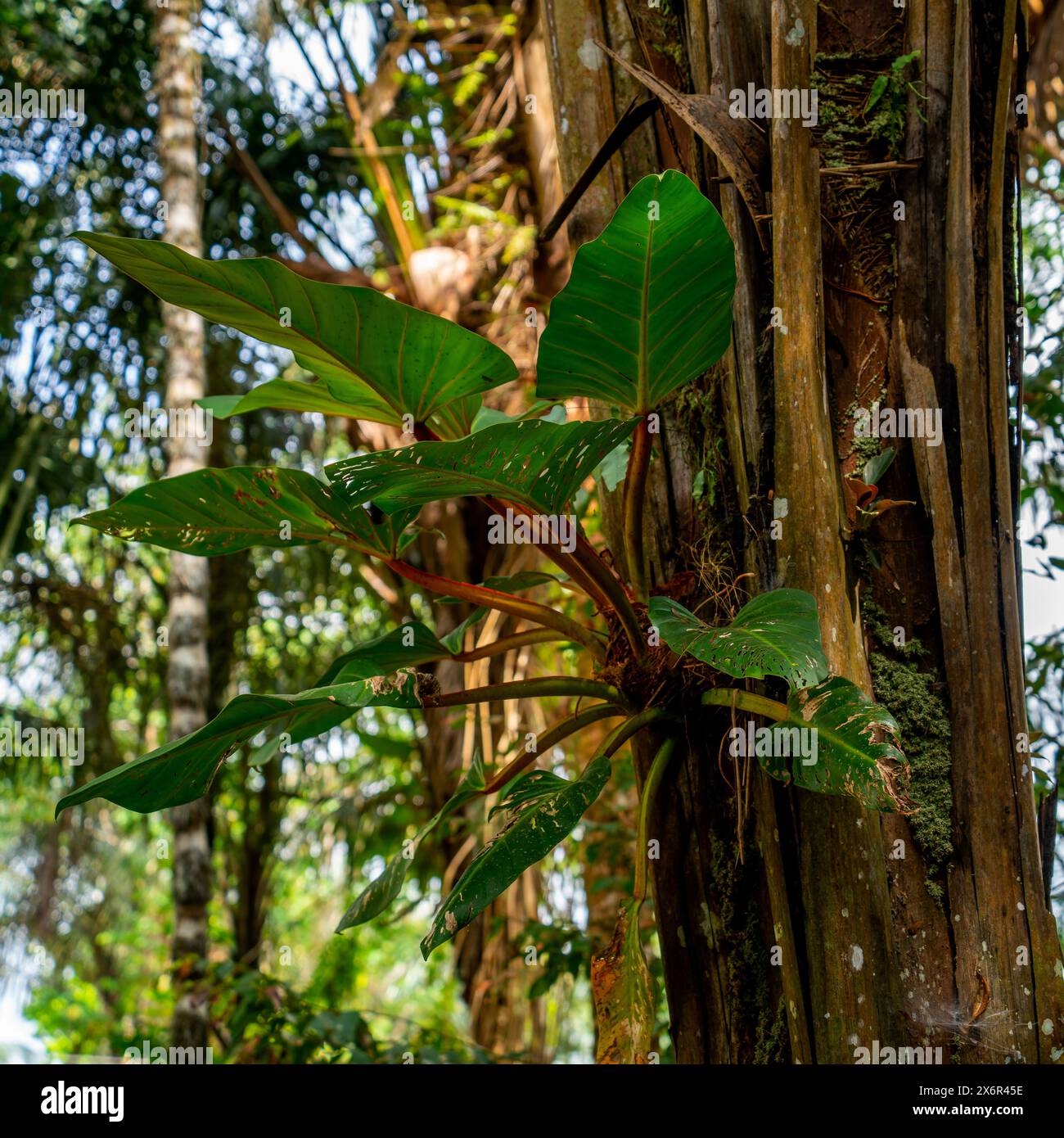 Close up of an Epiphyte on the side of a palm tree in Suriname Stock ...