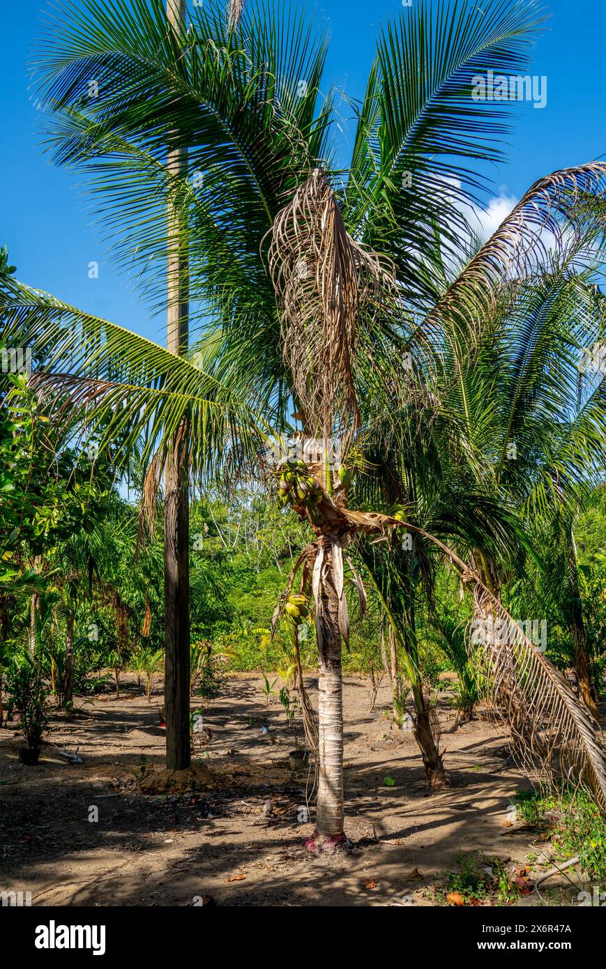 Close up of a Coconut palm tree (Cocos nucifera Stock Photo - Alamy