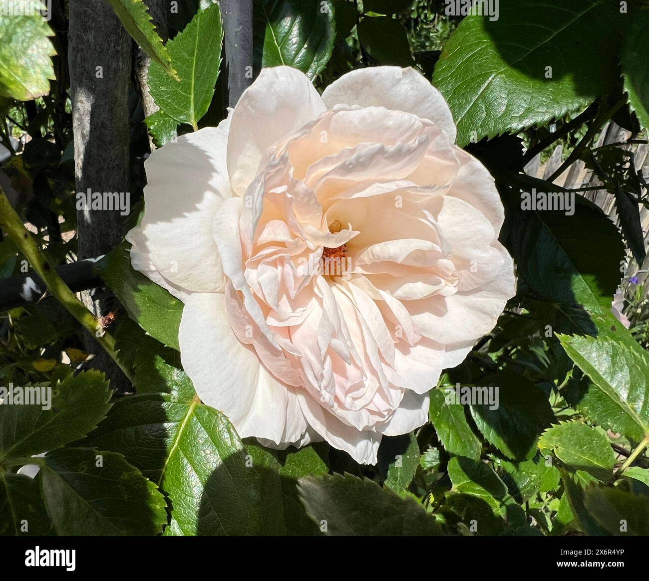 Kletterrose hi-res stock photography and images - Alamy