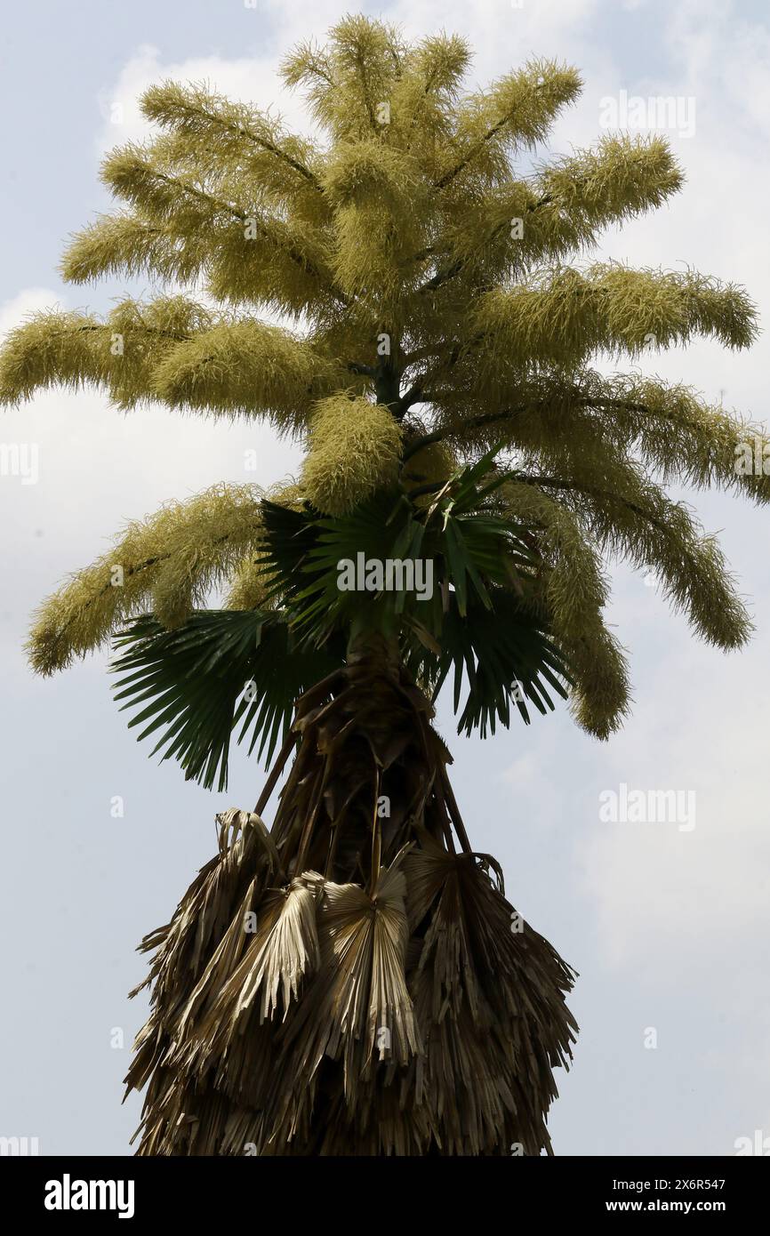 Corypha umbraculifera hi-res stock photography and images - Alamy