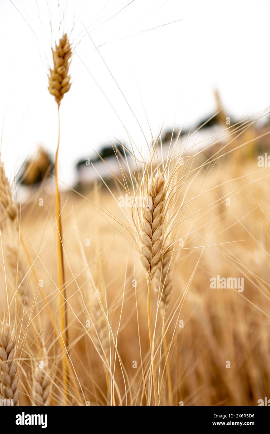 Harvest Wheat Color