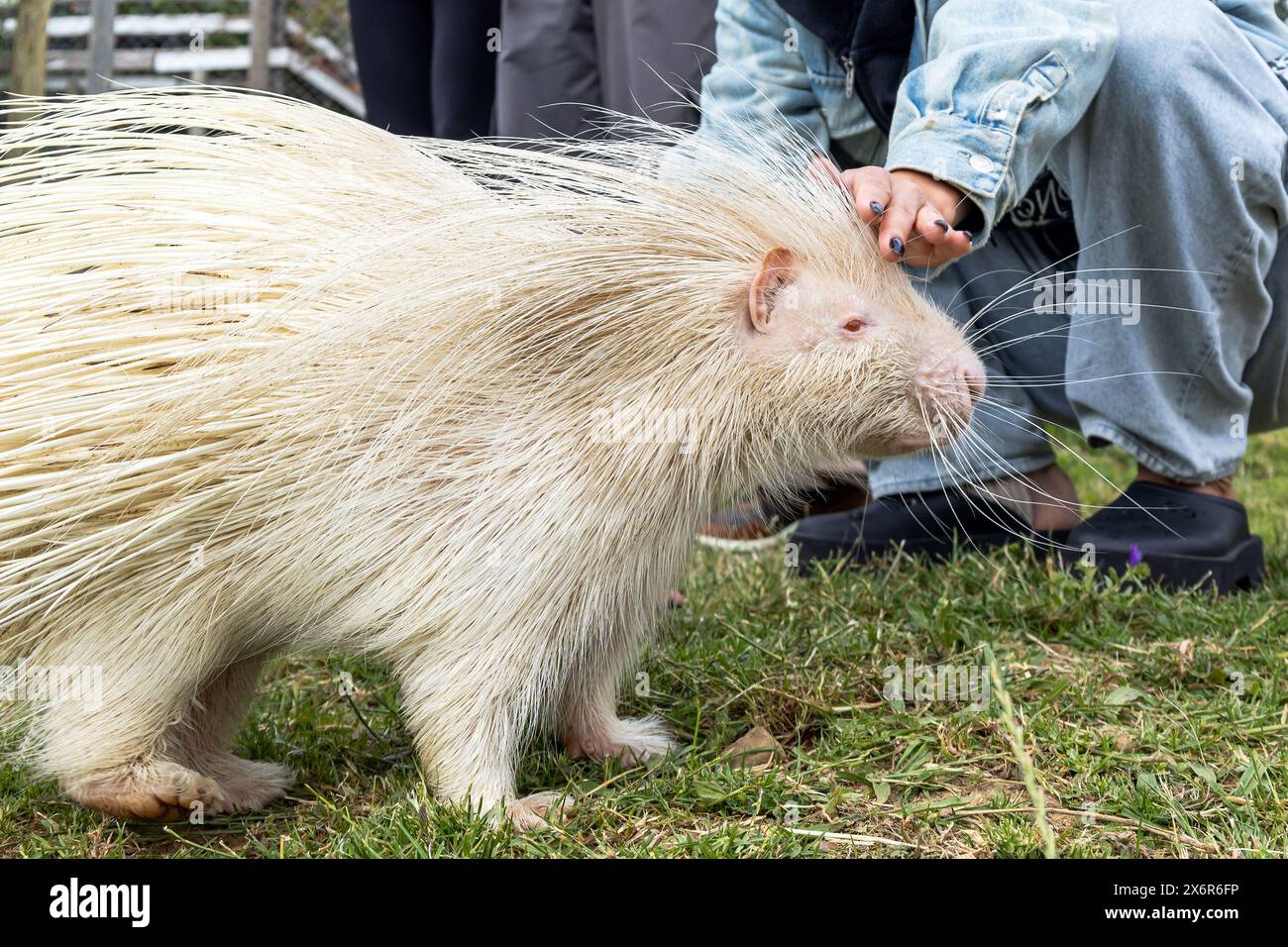 albino porcupine is being gently touched woman's hand in rehabilitation ...