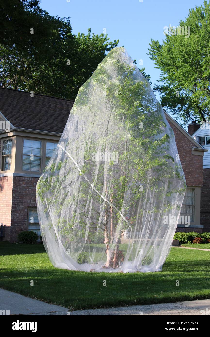 Tulle cloth netting covering a paper birch tree as cicada protection in ...