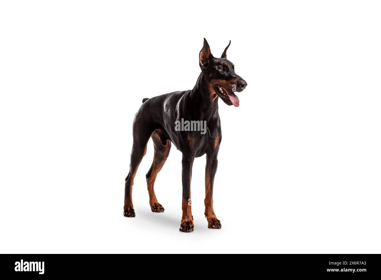 Doberman pinscher dog isolated on white background Stock Photo - Alamy