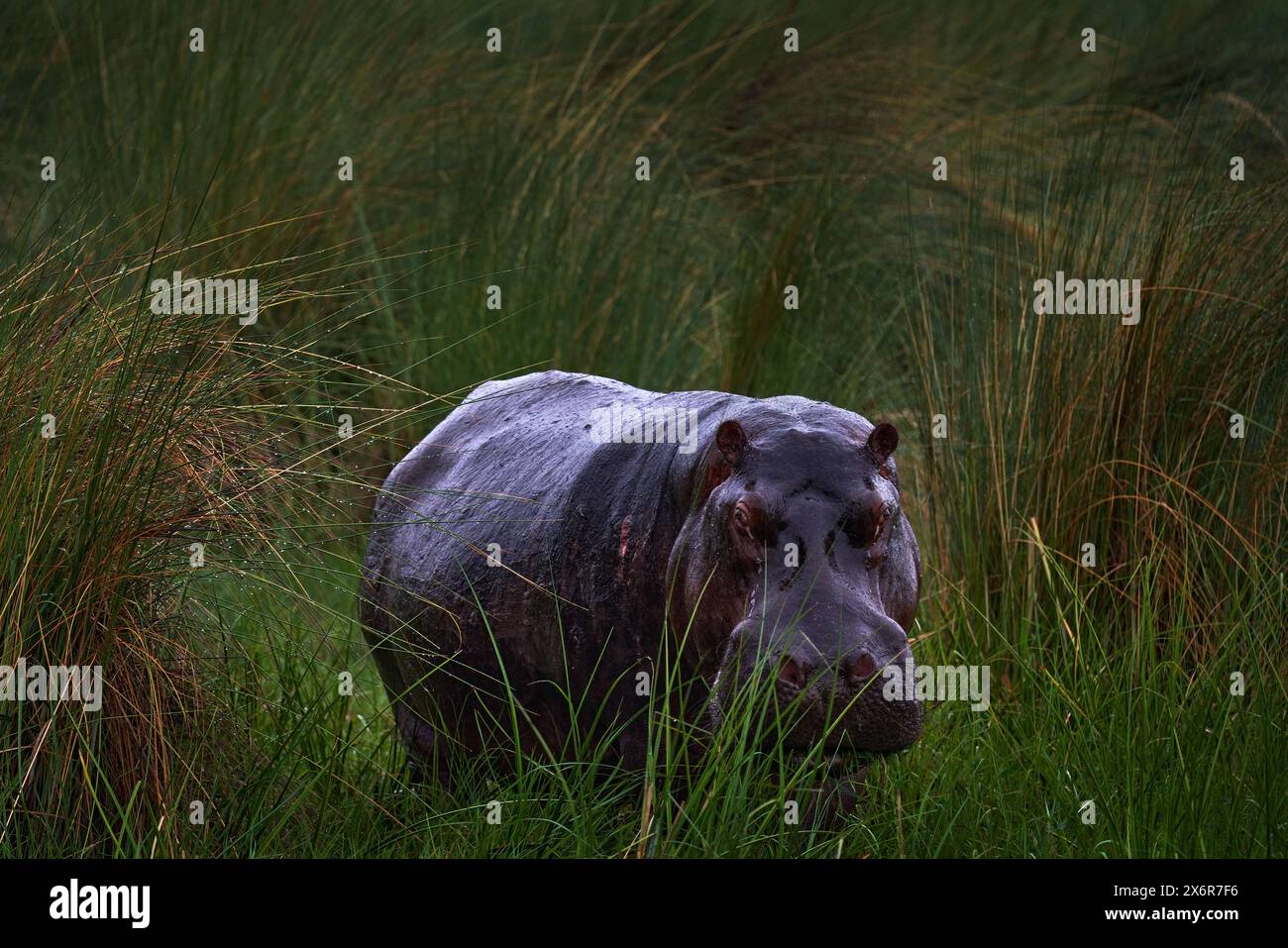 Hippo in long green grass habitat. African Hippopotamus, Hippopotamus ...