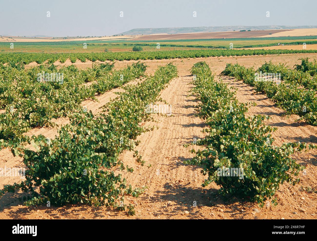 Denominacion de origen toro hi-res stock photography and images - Alamy