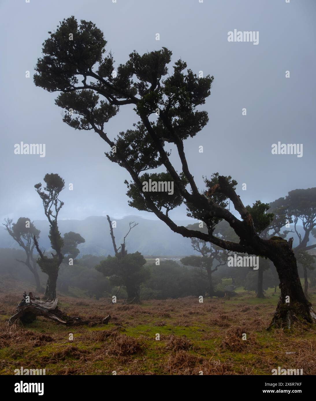 Fanal forest old mystical tree in Madeira island. Twisted trees in fog ...