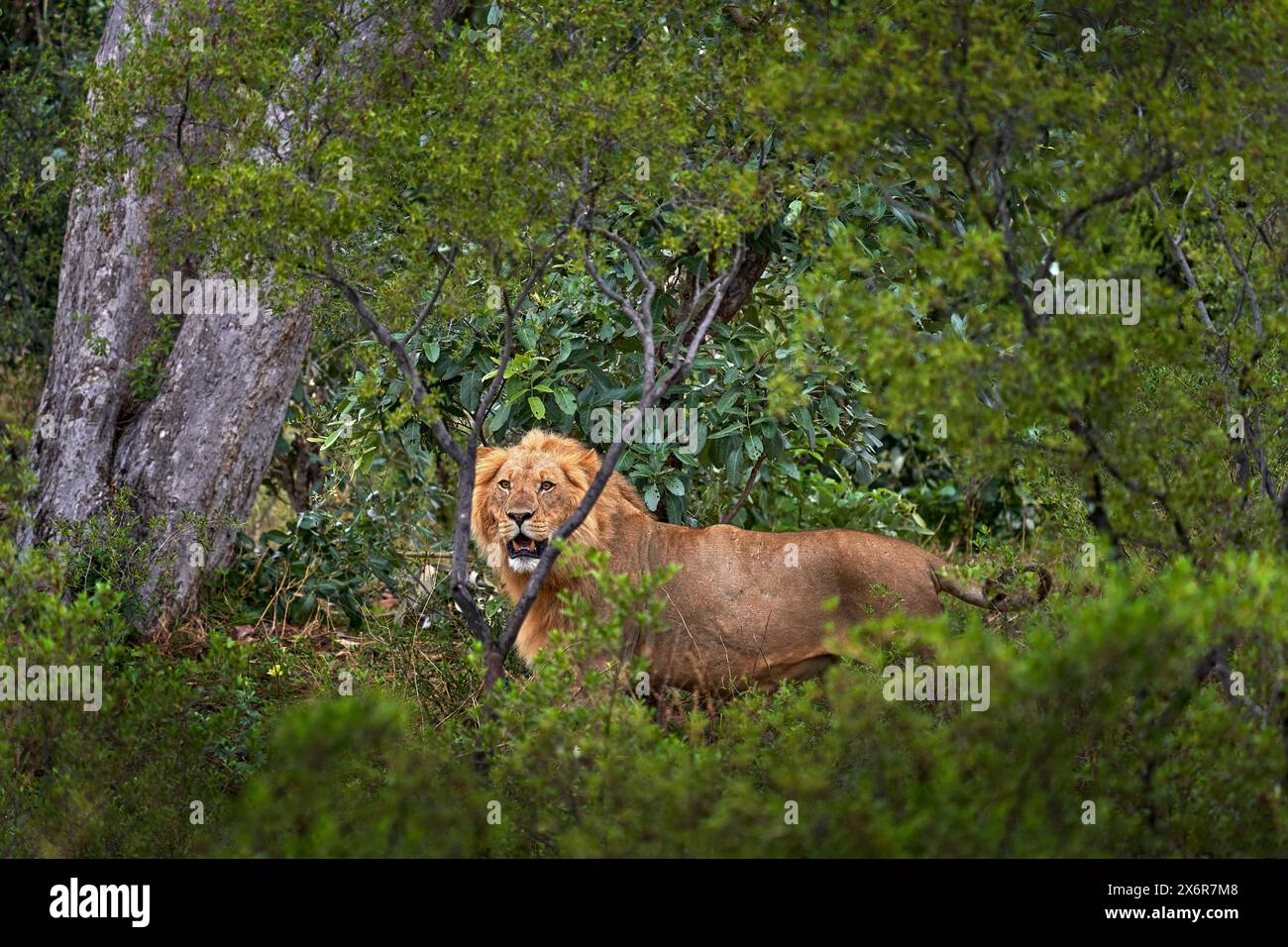 Forest African lion in the nature habitat, green trees, Okavango delta ...