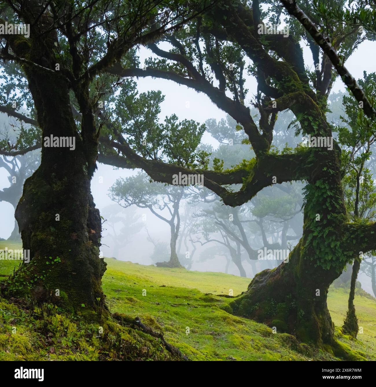 Twisted trees in the fog in Fanal Forest on the Portuguese island of ...