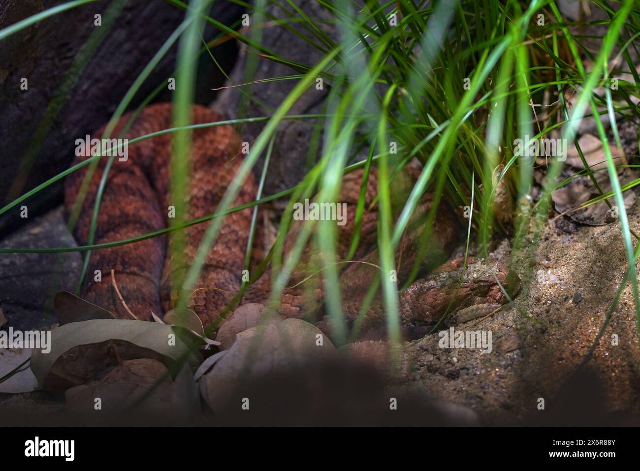 Common death adder, Acanthophis antarcticus, death snake native to ...