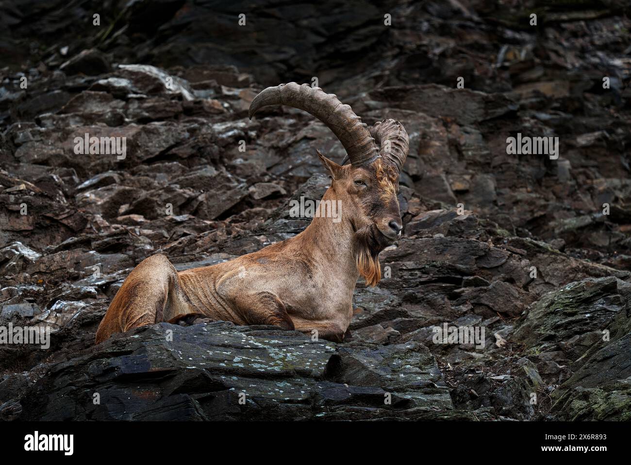 Asia Ibex in rock. West Caucasian tur, Capra caucasica, sitting on the ...