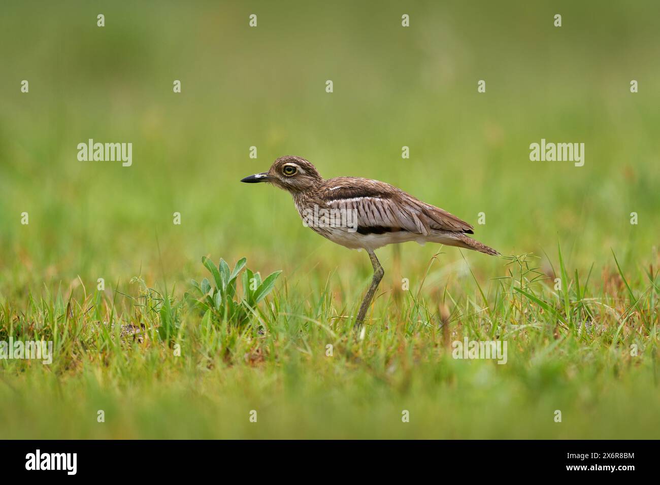 Water Dikkop, Burhinus vermiculatus, in the stone nature habitat ...