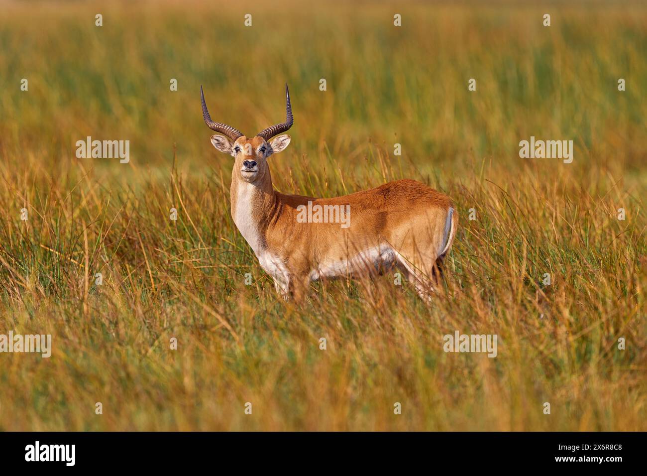 Red lechwe, Kobus leche, big antelope found in wetlands of south ...