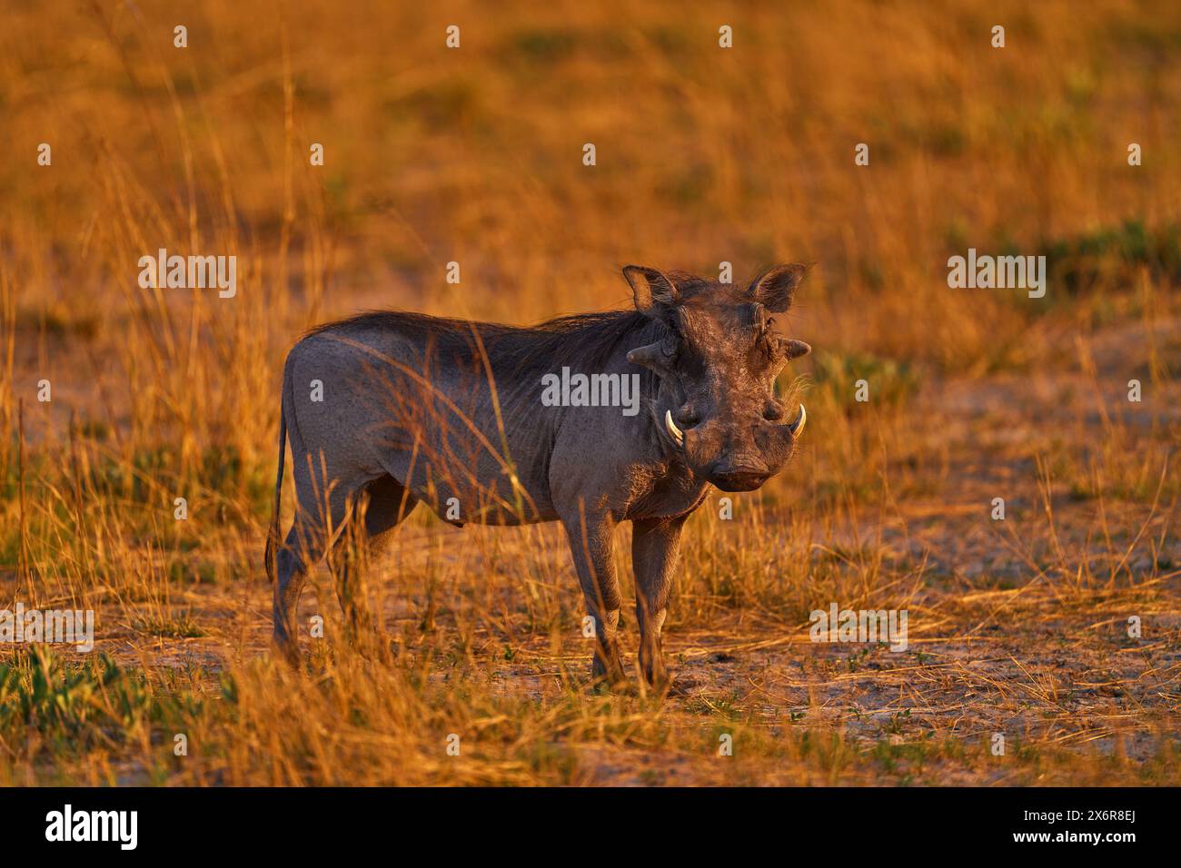 Warthog family, two young, in the green wet season African landscape ...