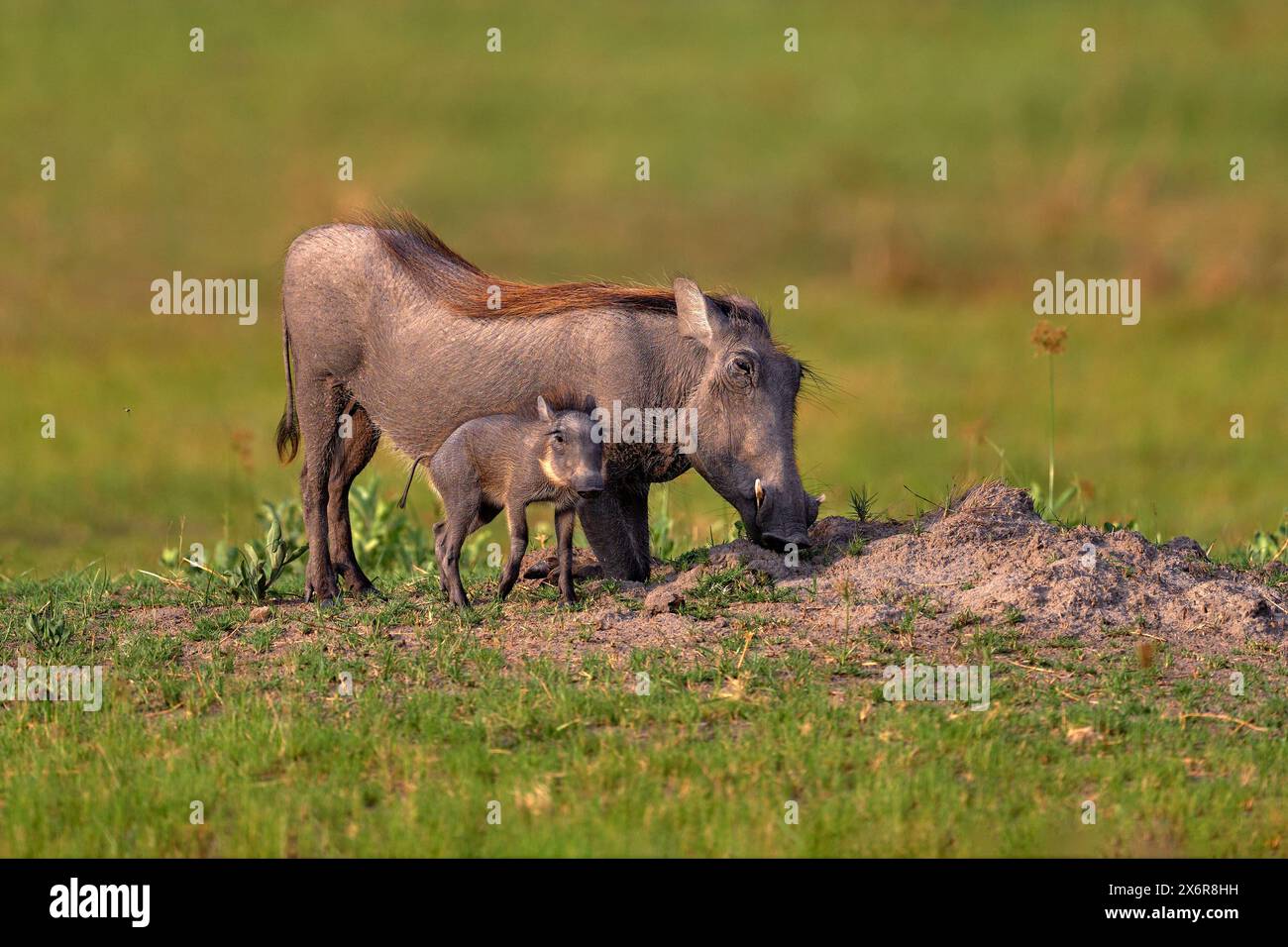 Warthog family, two young, in the green wet season African landscape ...