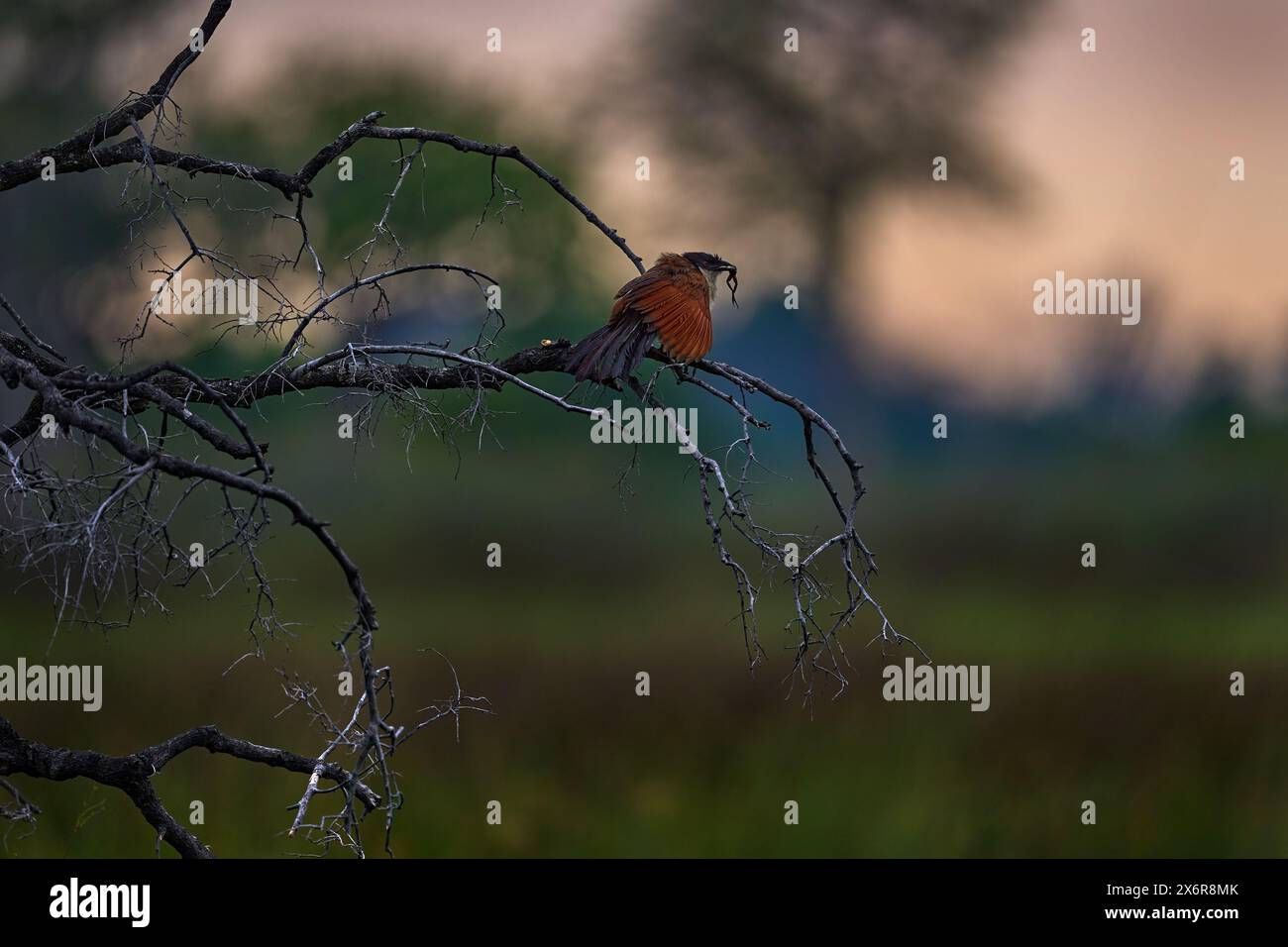African cuckoo catch the frog, food in the bill, sitting on the tree ...