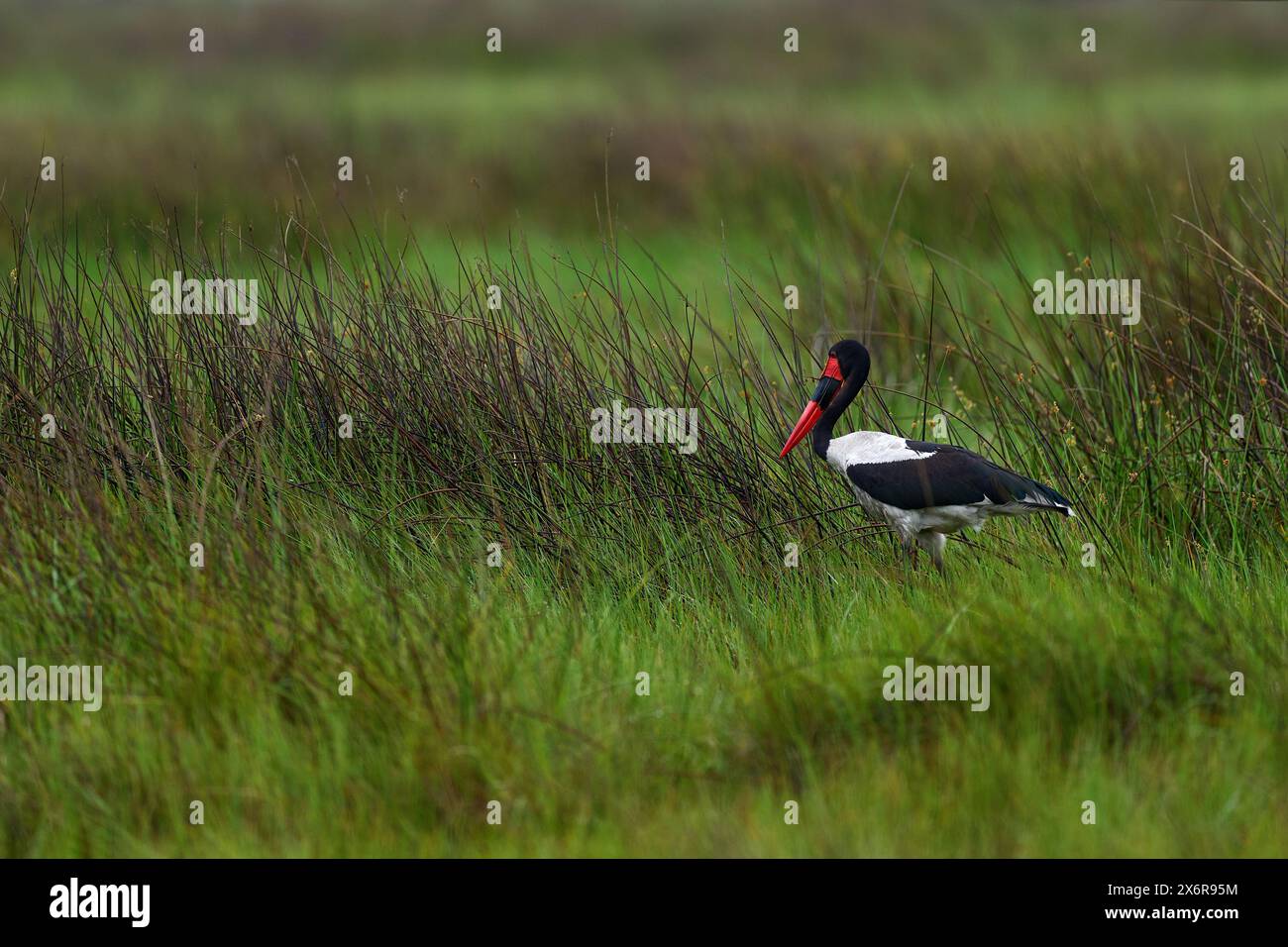 Birdwatching in Africa. Okavango delta bird. Saddle-billed stork, or ...