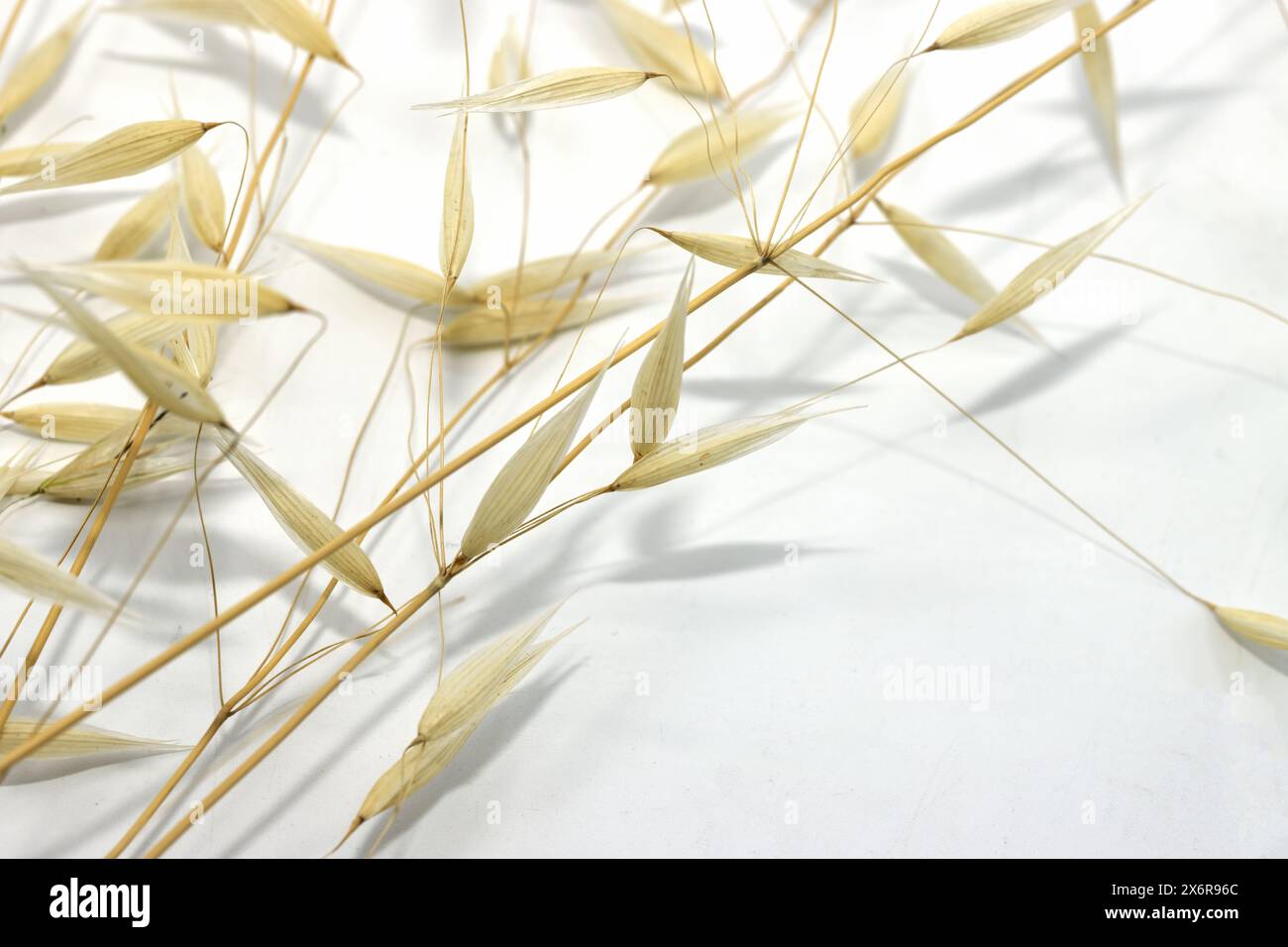 Dry oats wallpaper on white background, isolated photo cutout Stock ...