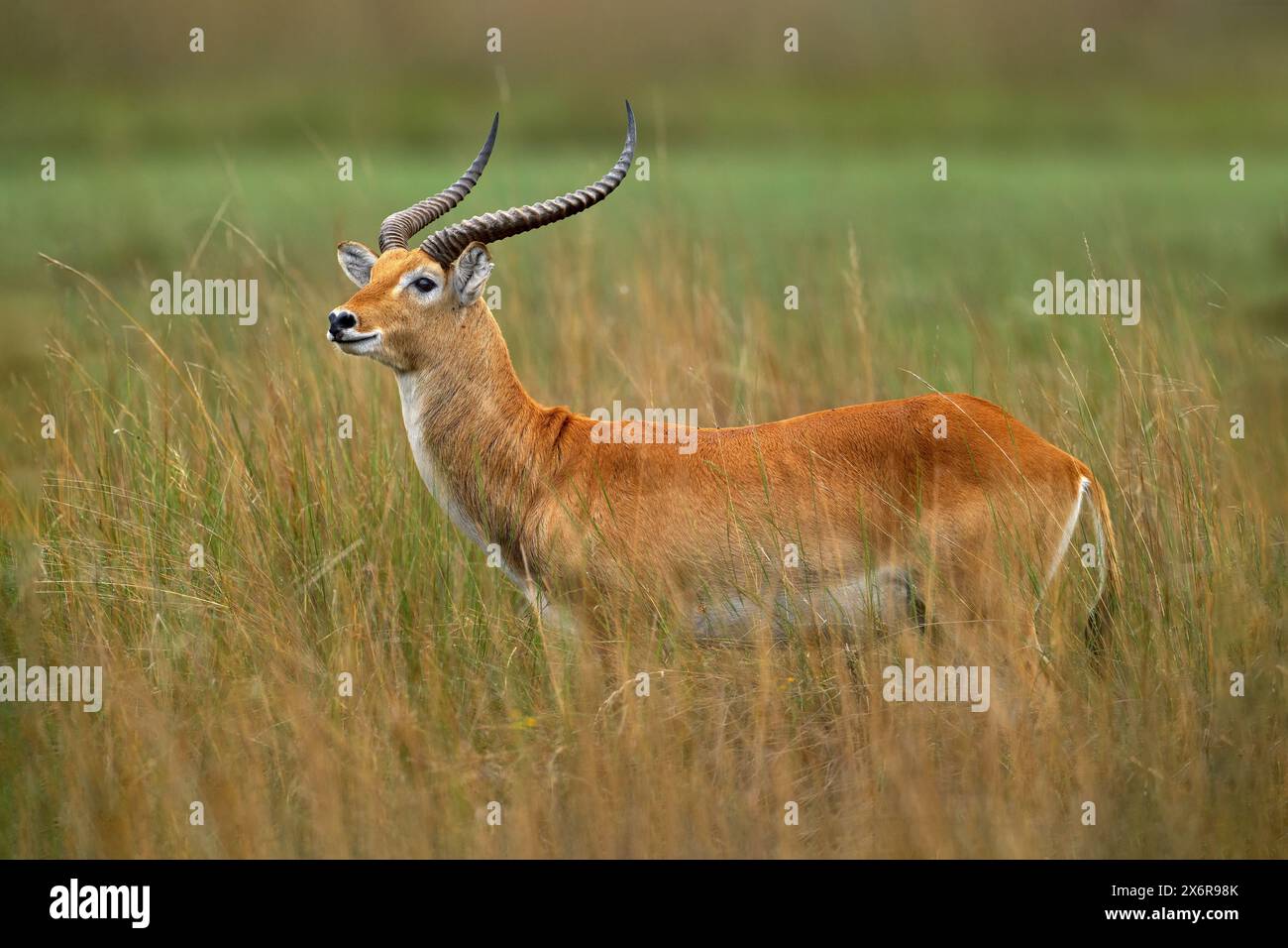 Red lechwe, Kobus leche, big antelope found in wetlands of south ...