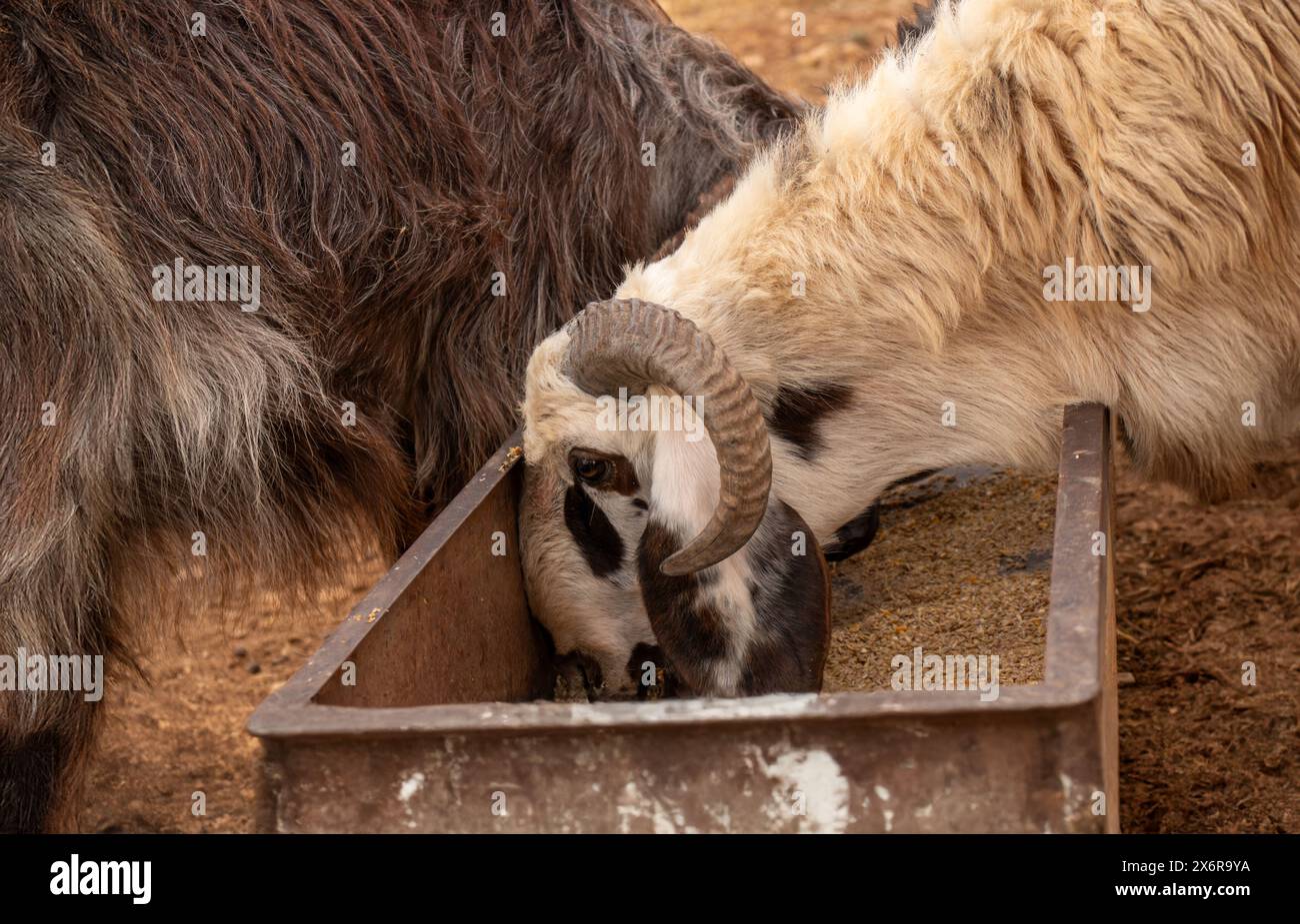 Sheep beef meat sheep herd hi-res stock photography and images - Alamy