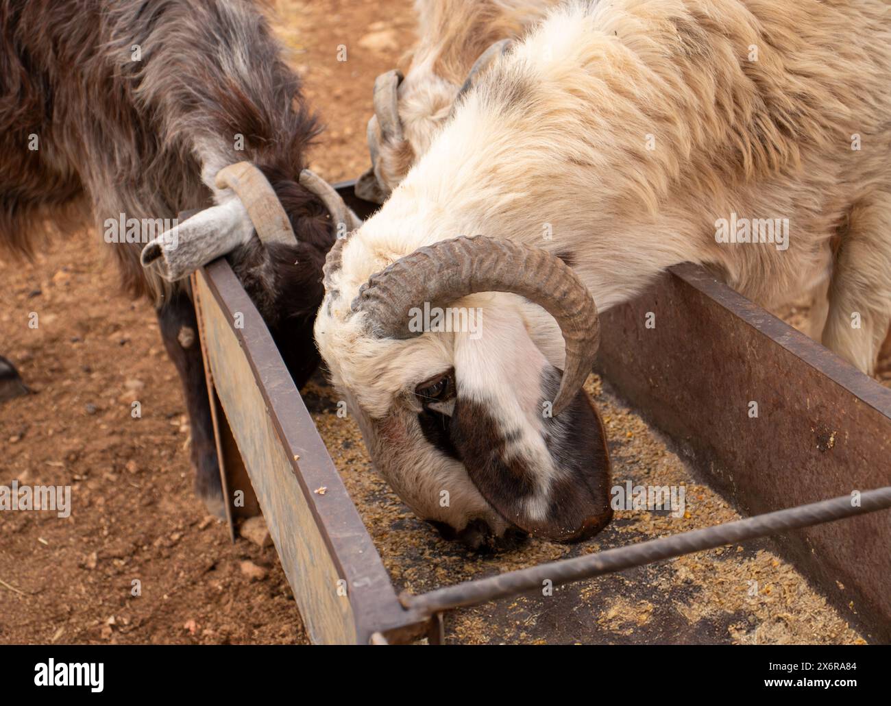 Close up photo for horned goat with white color eating from fodder rack ...
