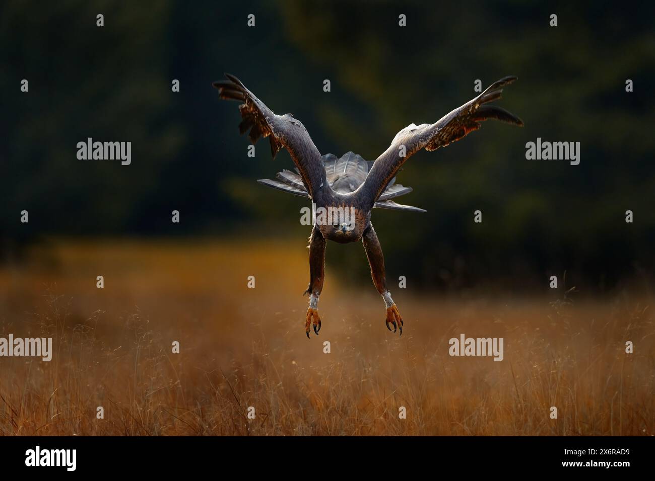 Wildlife Poland. Golden eagle flying above the blooming meadow. Big ...