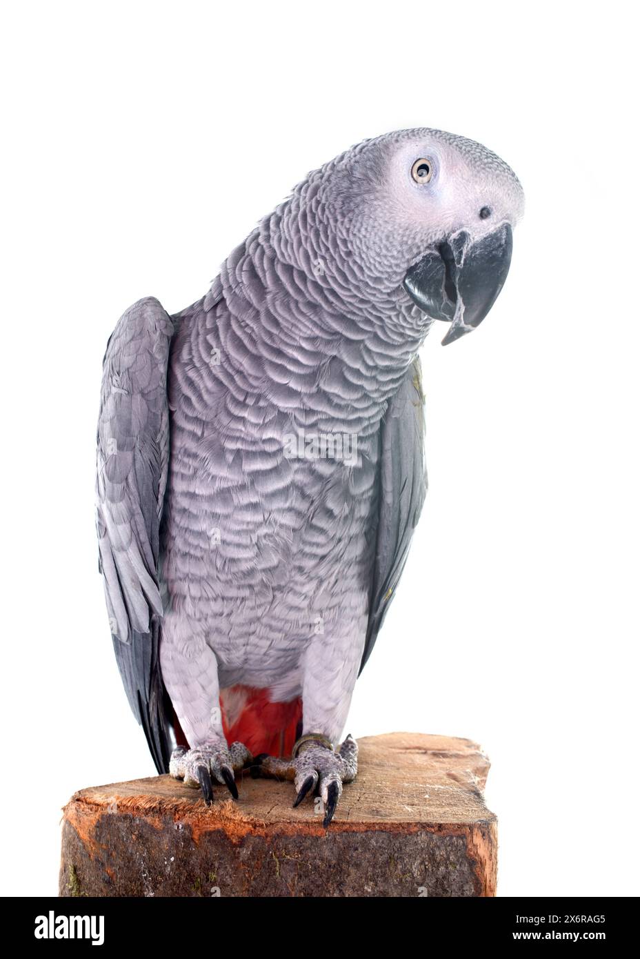 African grey parrot in front of white background Stock Photo - Alamy