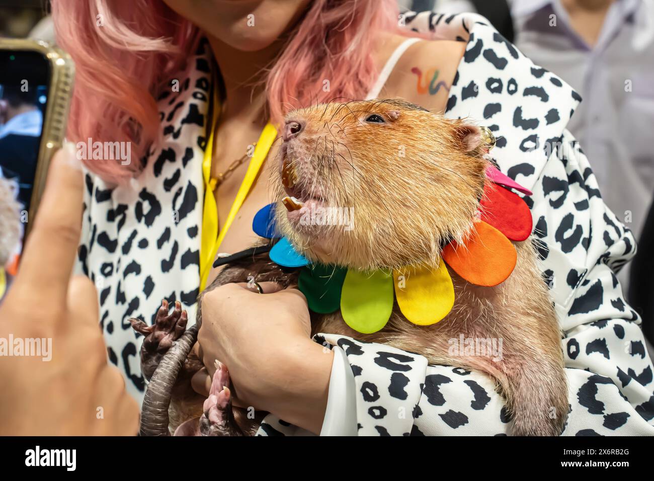 Bamboo rat is a rodent that lives underground or in tree holes. It has ...