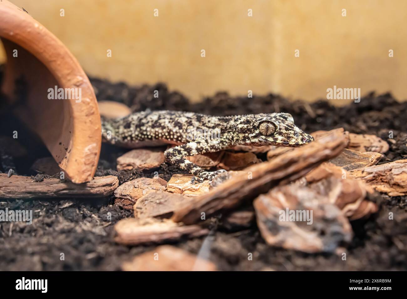 Tropical house gecko habitat hi-res stock photography and images - Alamy