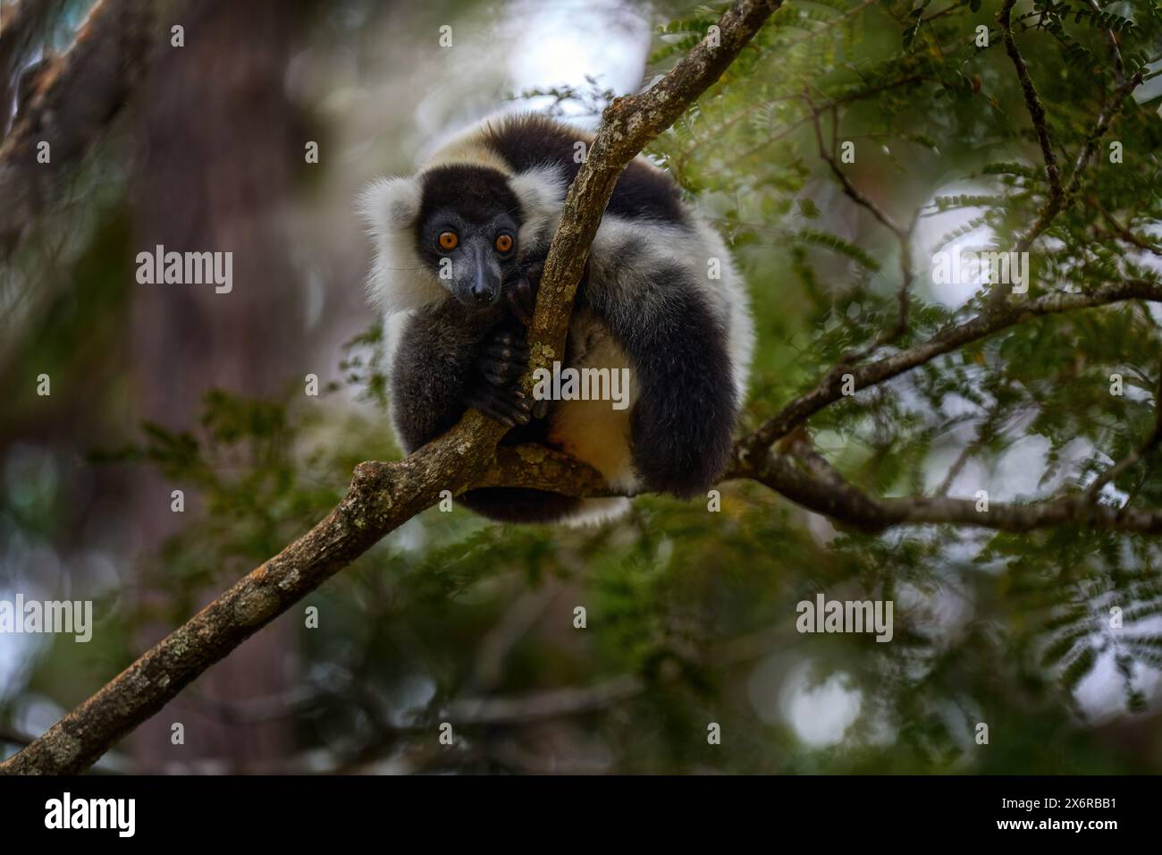 Lemur on the nature habitat. Black-and-white ruffed lemur, Varecia ...