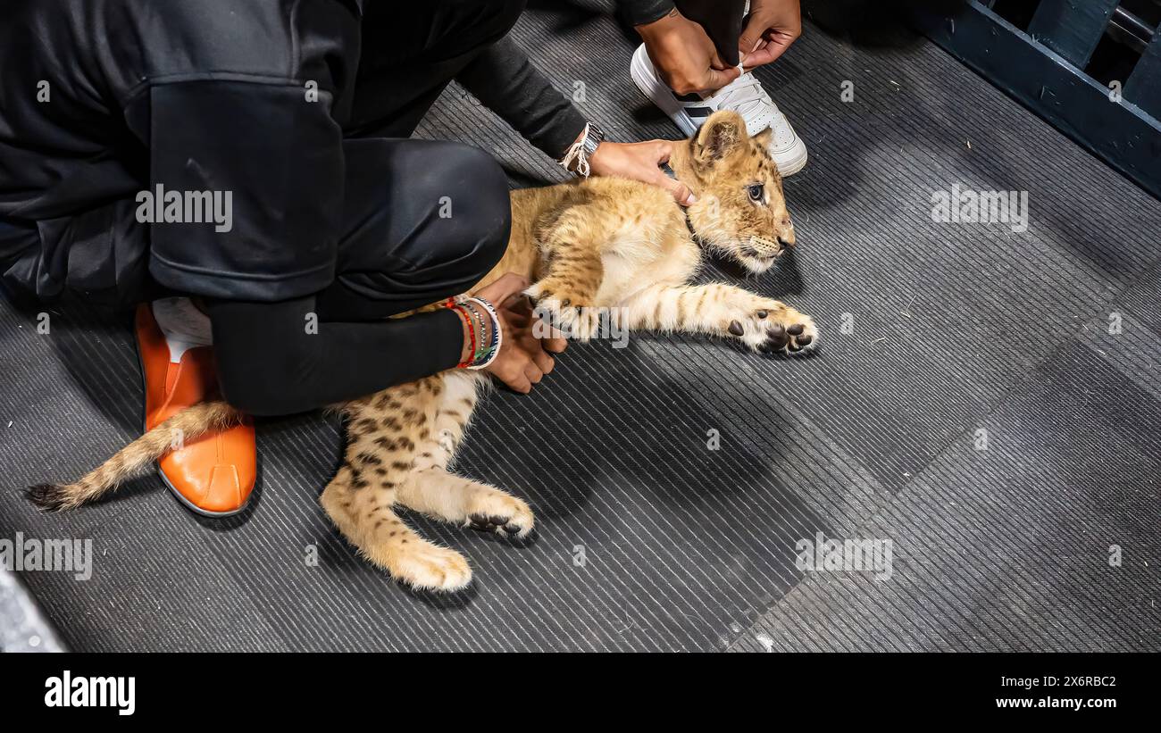 A lion cub was lying on the floor. Raised by humans Stock Photo - Alamy