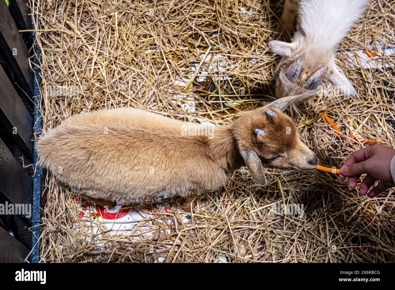 The goat were eating food in the stall Stock Photo - Alamy