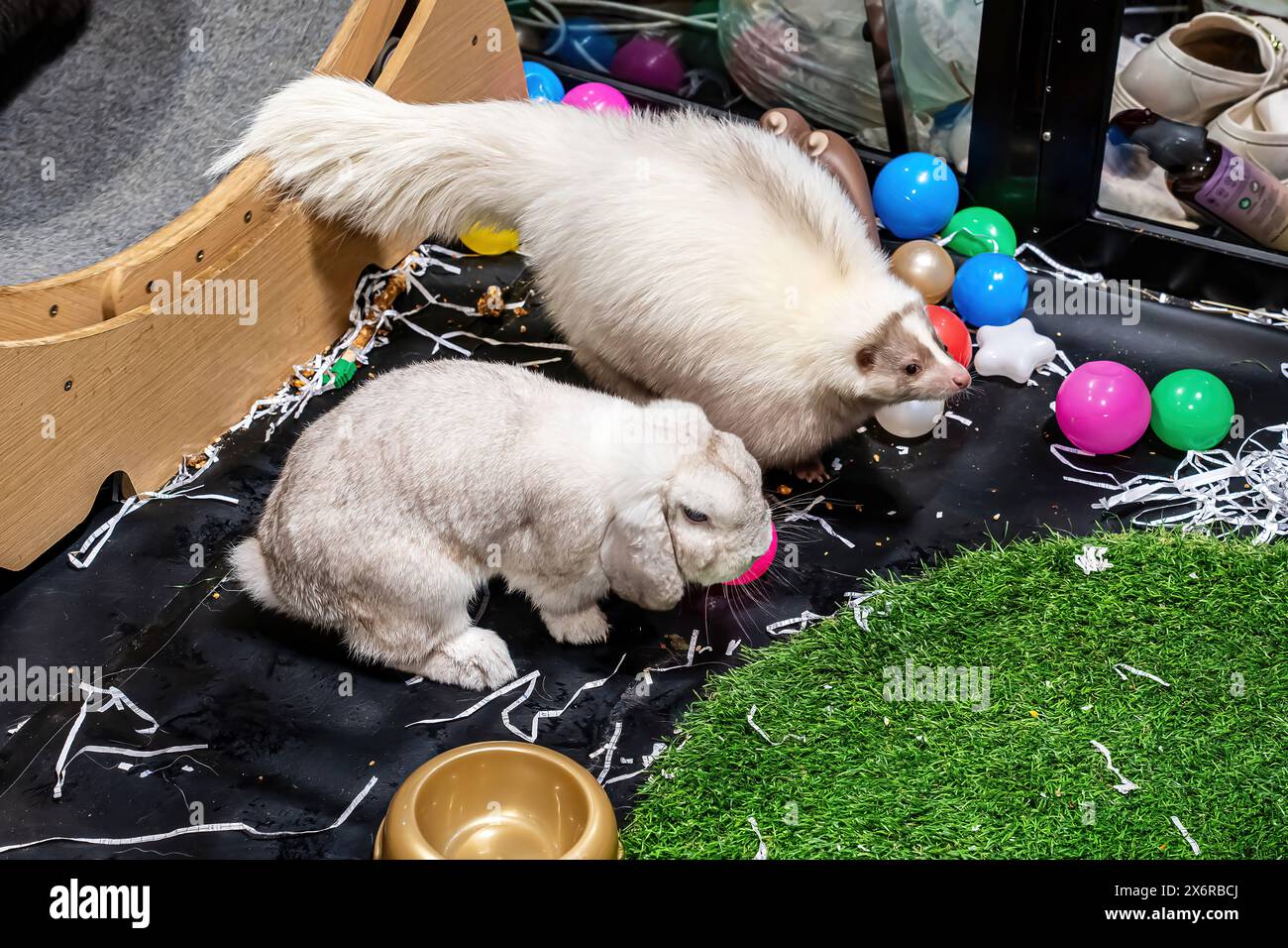 The rabbit and the skunk were in a stall with various toys Stock Photo ...