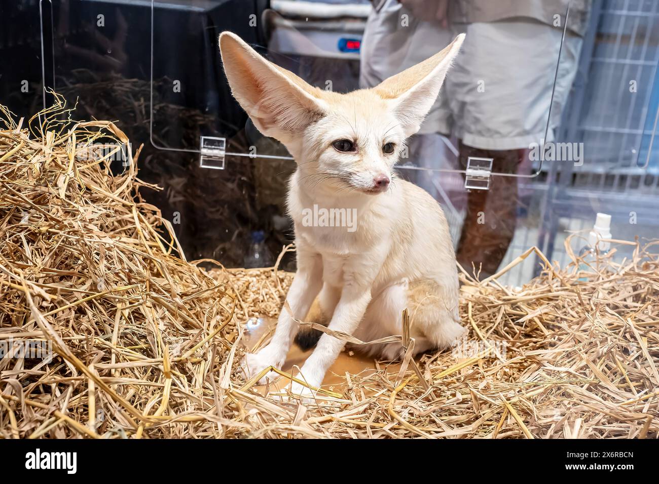 Fennec fox in the acrylic cabinet. It's cute and popular pet Stock ...