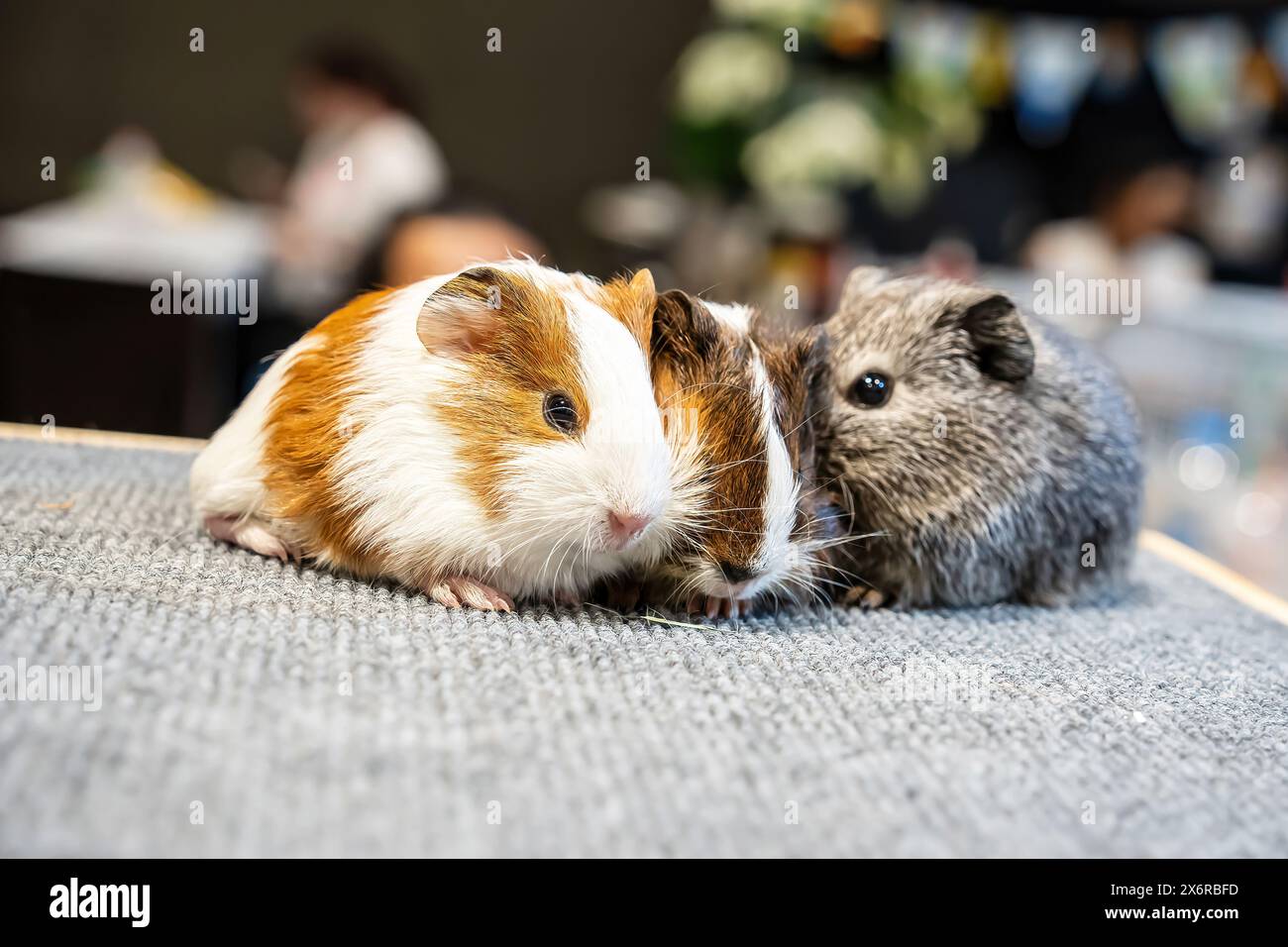 Guinea pig and cat hi-res stock photography and images - Alamy