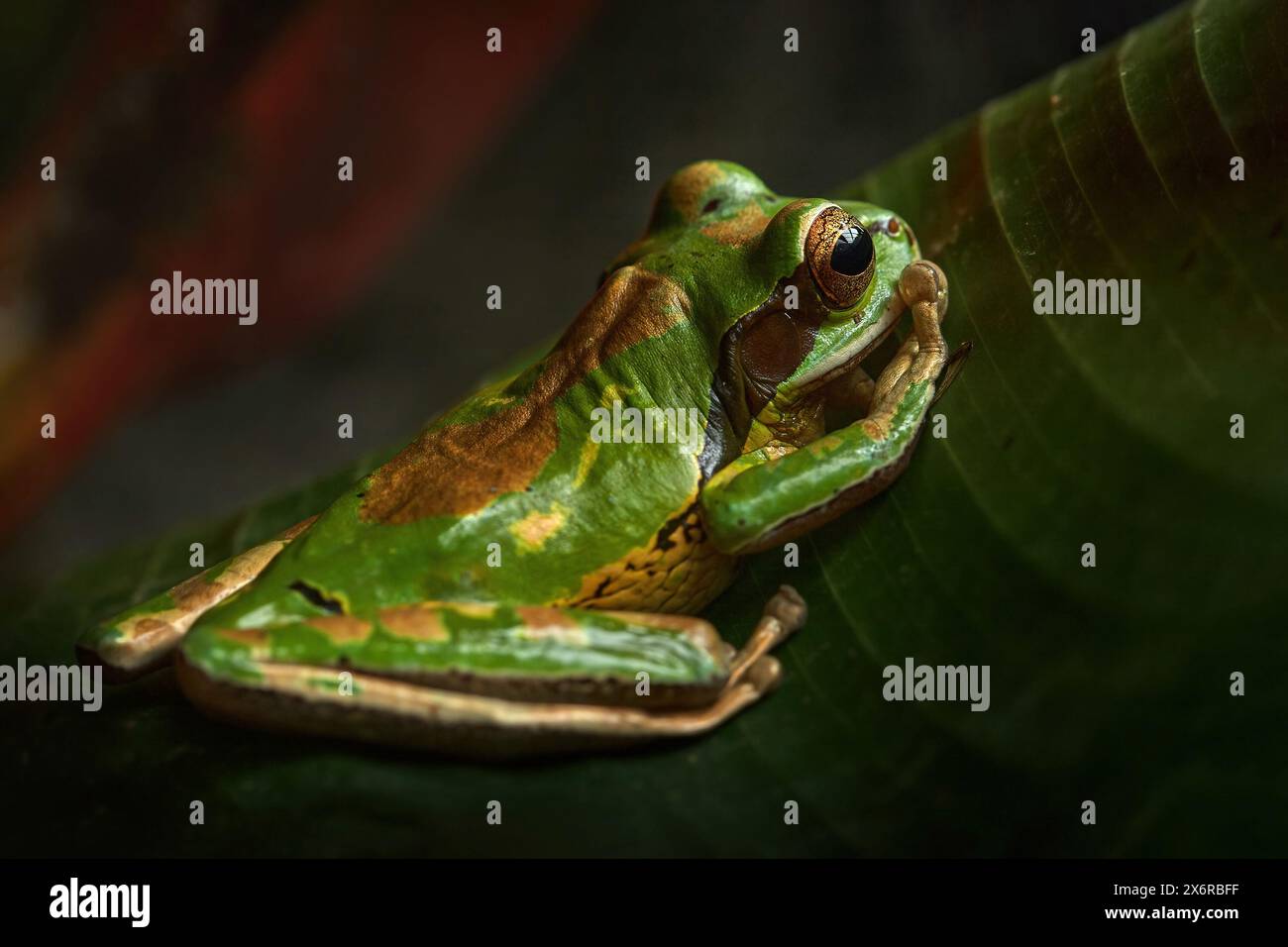 Wildlife Costa Rica, frog in nature habitat. Masked Smilisca, Smilisca ...