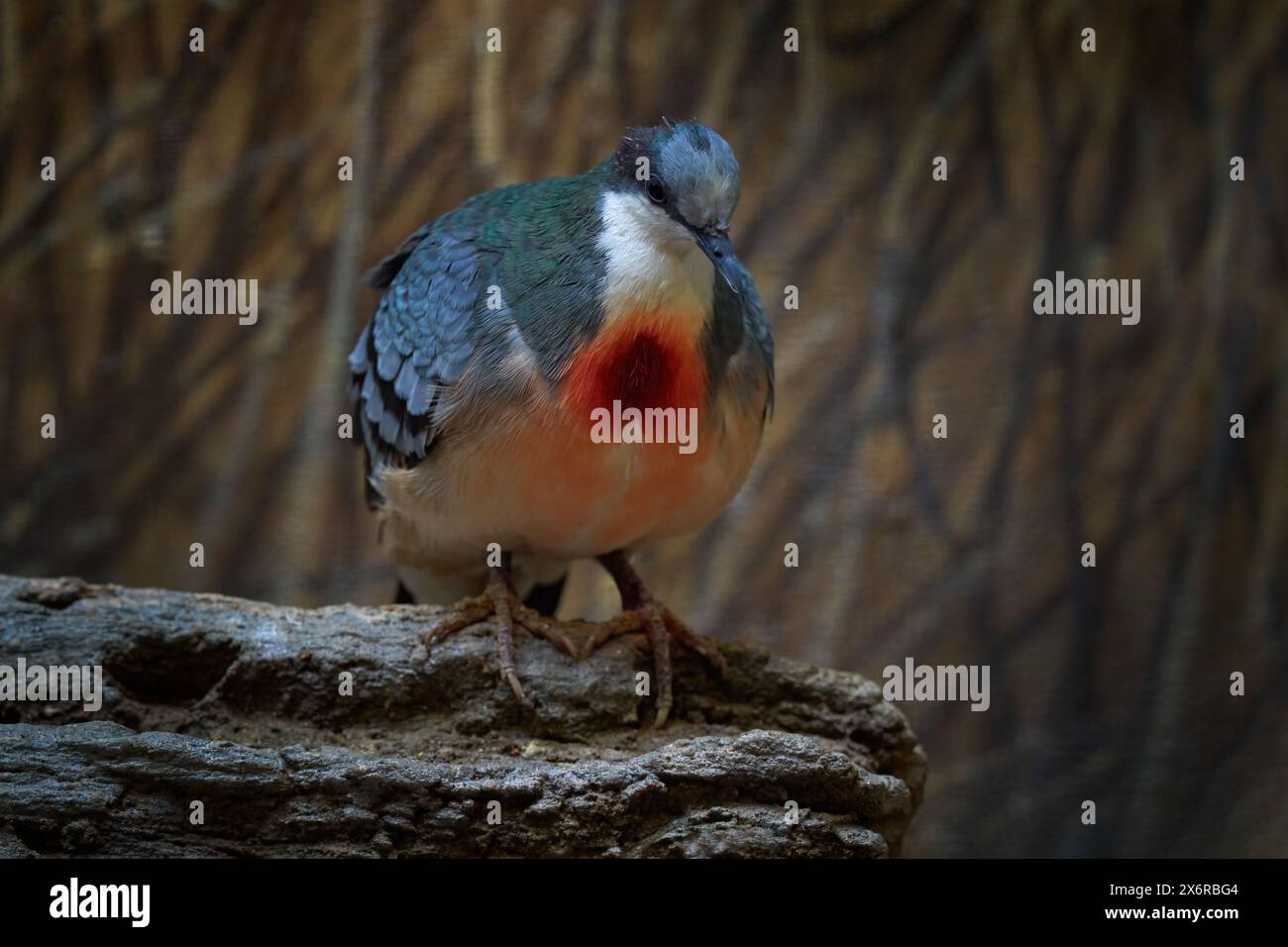 Luzon bleeding-heart or punay, Gallicolumba luzonica, Luzon island in ...