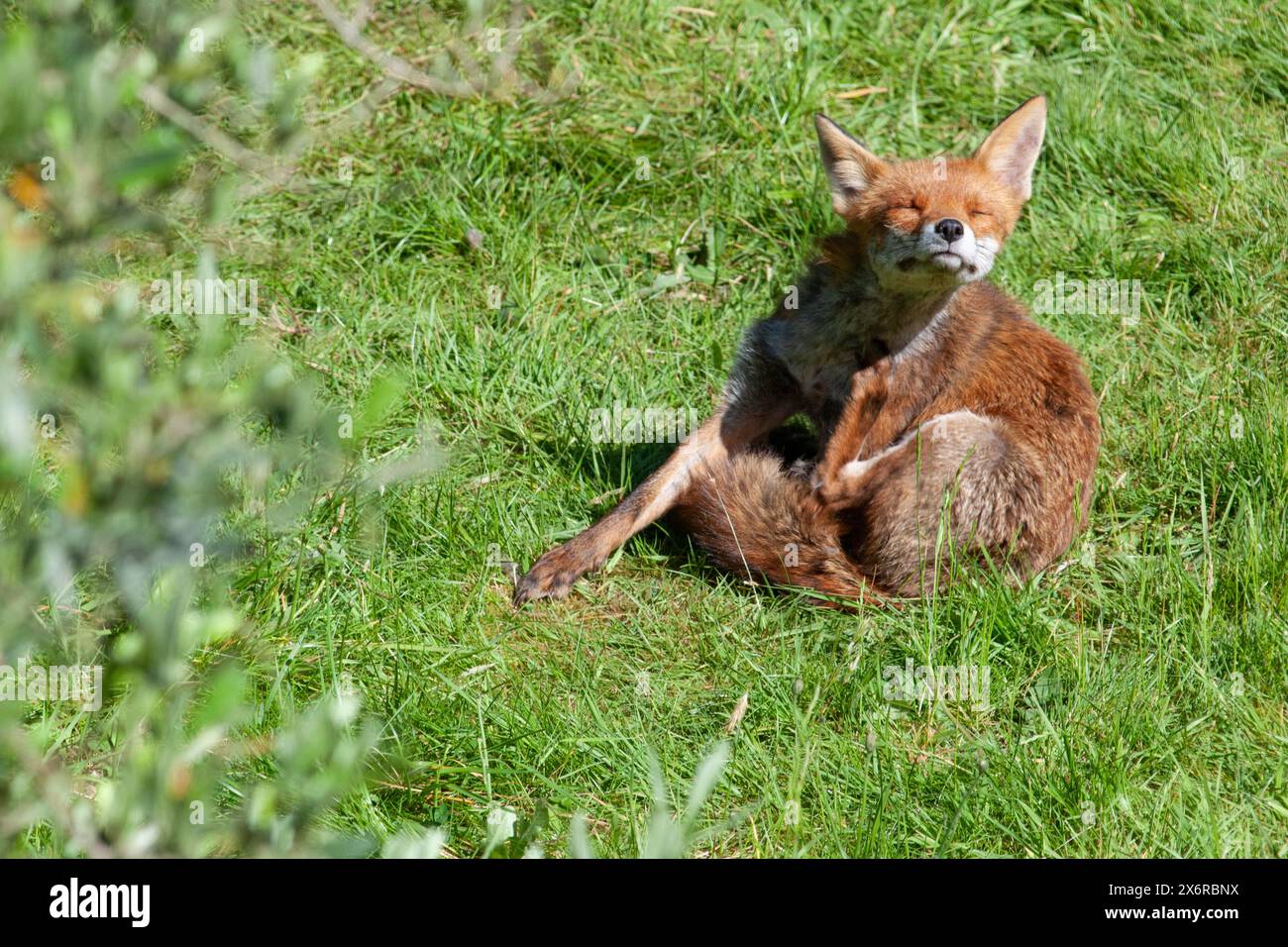 UK weather, 15 May 2024: in a London garden a family of foxes enjoy ...