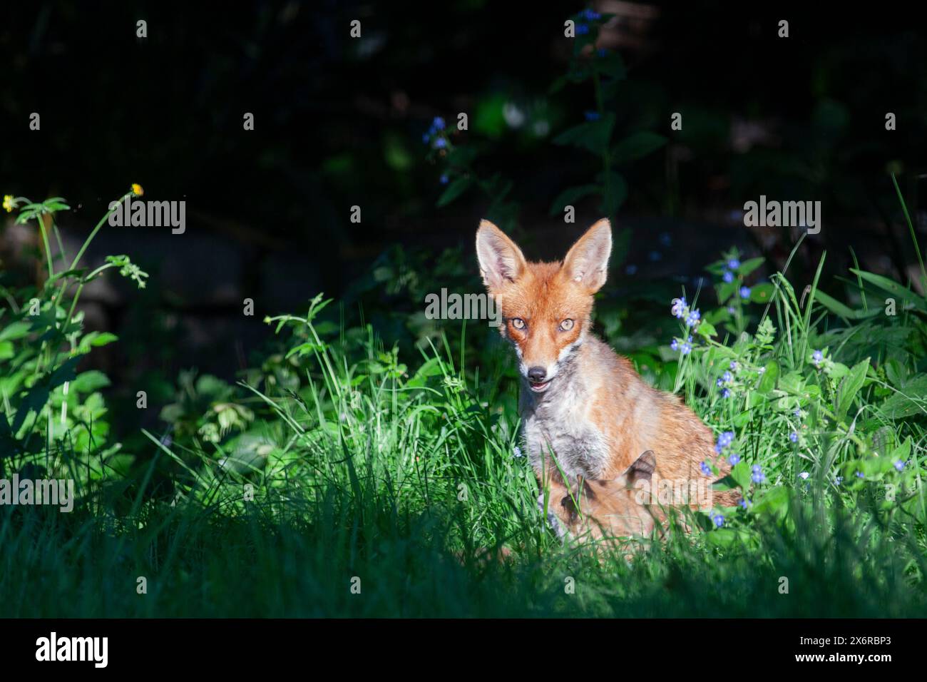 Fox feet hi-res stock photography and images - Alamy